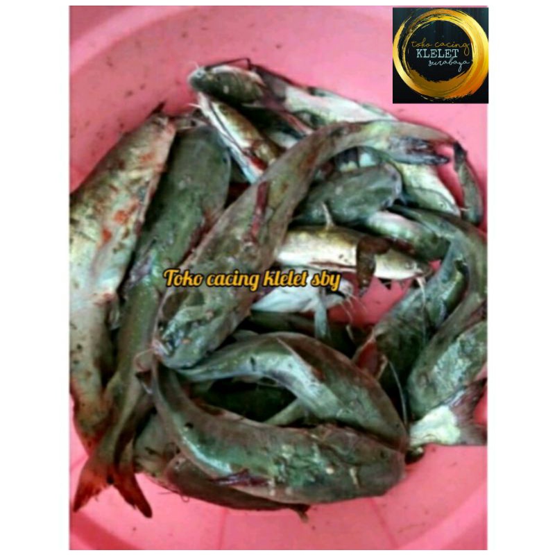 Jual KLELET KECIL ISI 10. | Shopee Indonesia