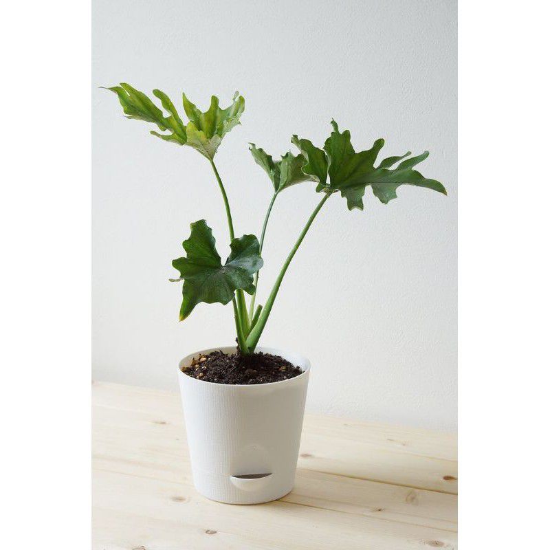 Jual PROMO!! Tanaman Hias Philodendron Selloum - Tanaman Indoor - Pohon ...