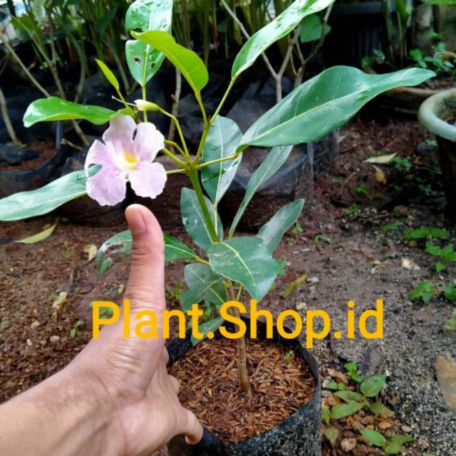 Jual Tabebuya pink-pohon tabebuya-bunga sakura-bibit pohon tabebuya ...