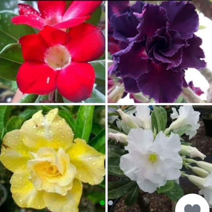 Jual paket 4 tanaman hias adenium bunga tumpuk (SIZE A) | Shopee Indonesia