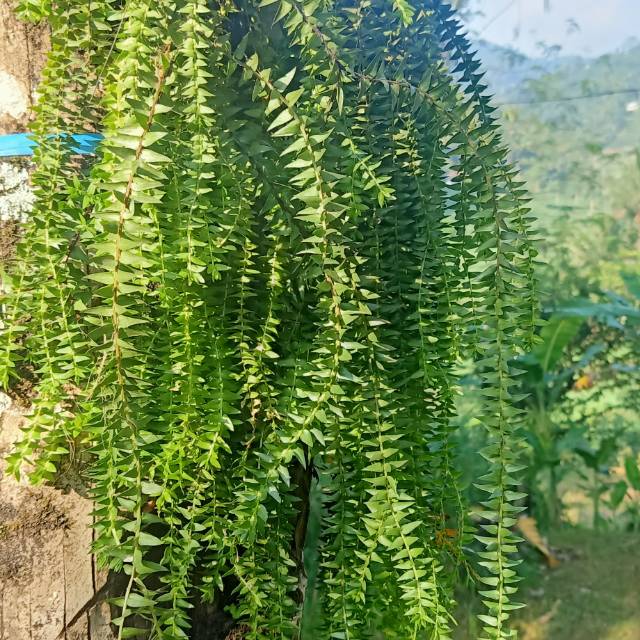 Jual Bibit pakis ekor tupai siap tanam | Shopee Indonesia