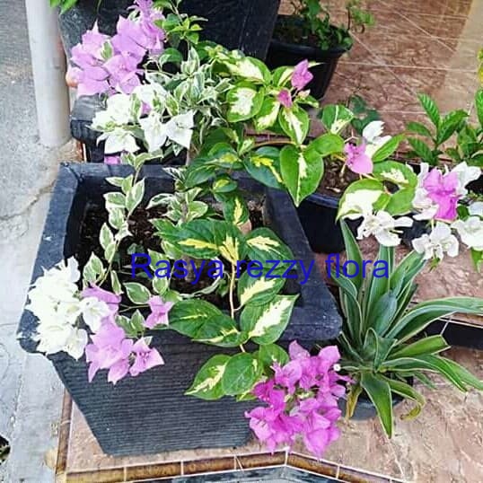 Jual Bibit Bunga Bugenvil atau Bougenvil 3 Warna | Shopee Indonesia