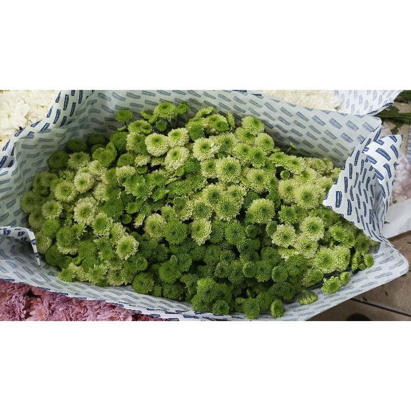 Jual Bunga Aster Jimla Gabungan/100 Batang atau 10 ikat Untuk Papan ...