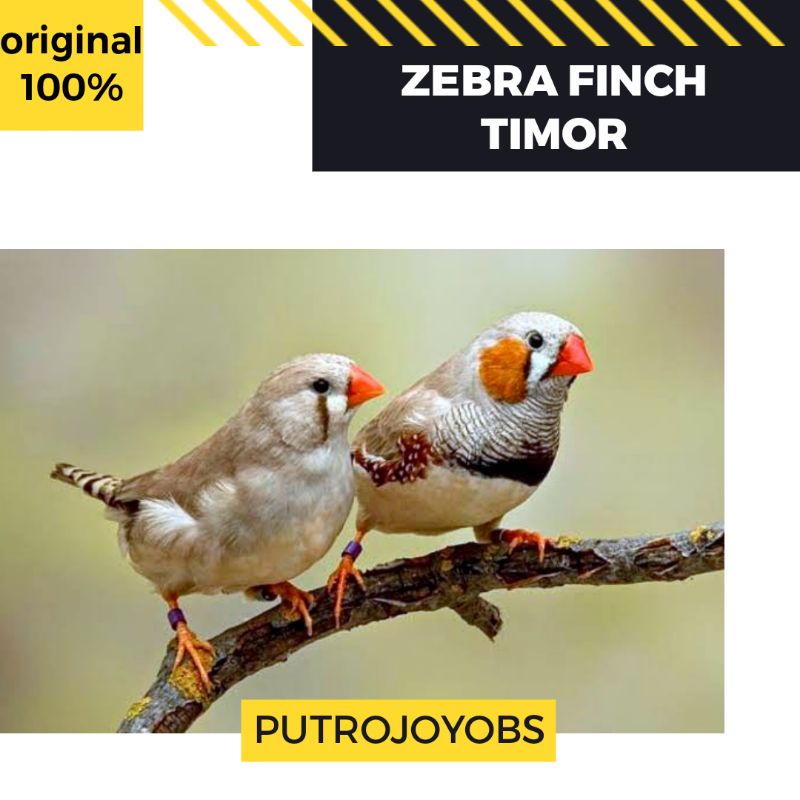 Jual ZEBRA FINCH TIMOR SEPASANG JANTAN BETINA | Shopee Indonesia