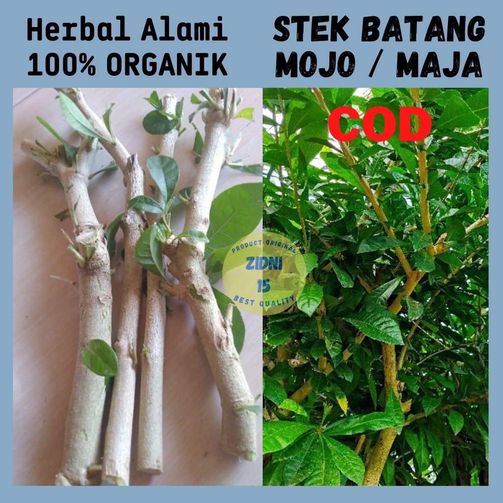 Jual bibit pohon Maja (stek batang) / pohon mojopahit | Shopee Indonesia
