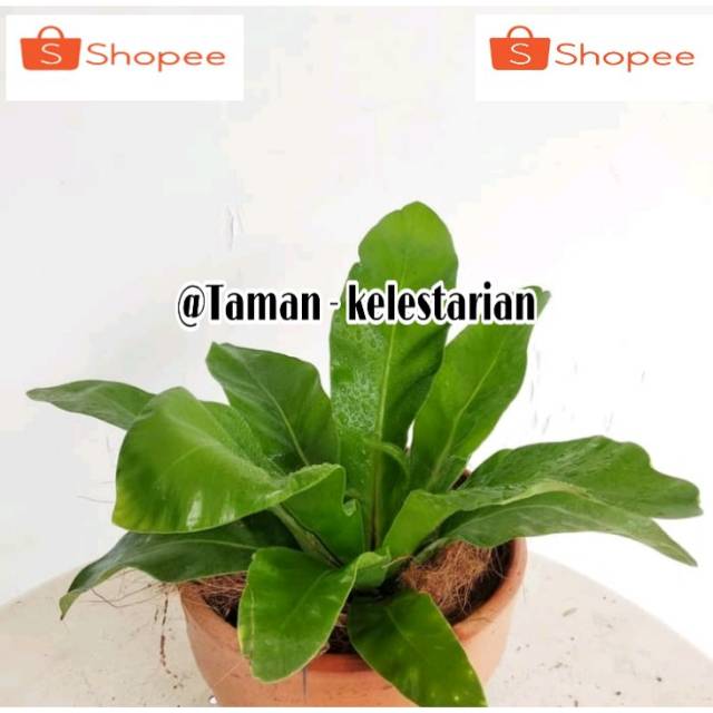 Jual Jual kadaka holland - Tanaman hias-taman indoor Hidup-Bunga Hidup ...