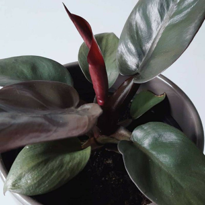 Jual Tanaman hias philodendron black cardinal - PRODUK ORIGINAL ...