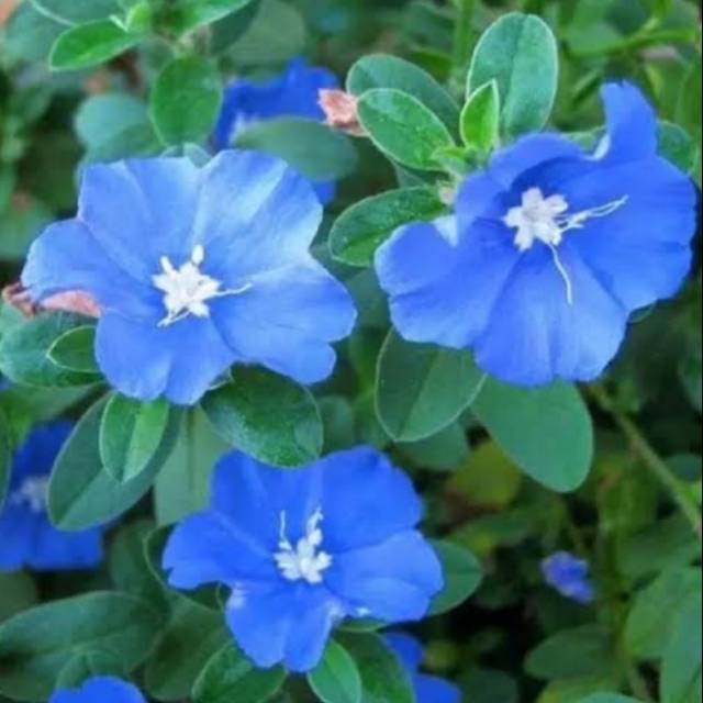 Jual Bunga Baby Blue (hidup) | Shopee Indonesia