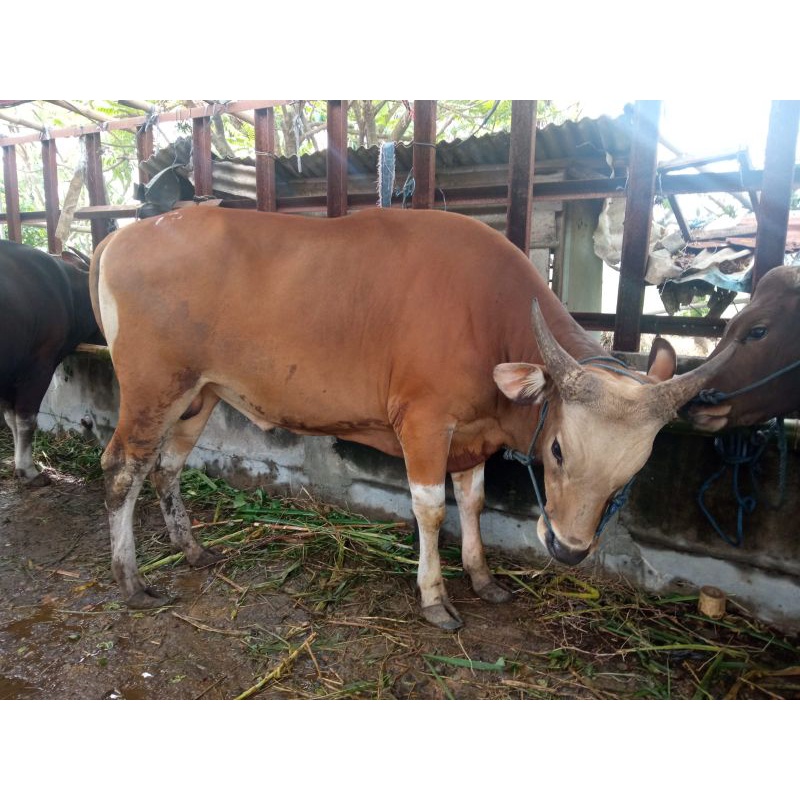 Jual Sapi Qurban | Shopee Indonesia