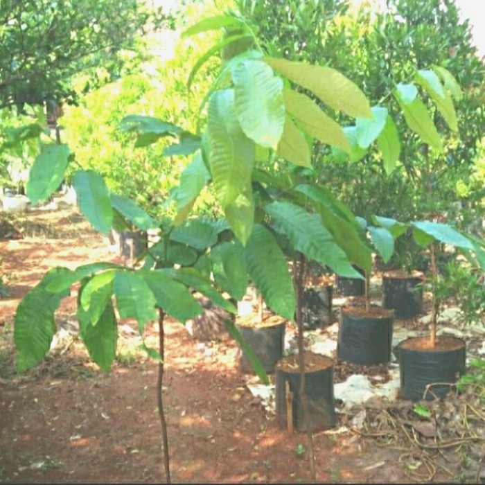 Jual pohon matoa tinggi 1 meter | Shopee Indonesia