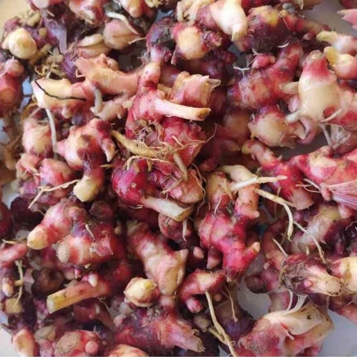 Jual Jahe Merah Fresh 1kg | Shopee Indonesia Jual Jahe Merah Fresh 1kg | Shopee Indonesia