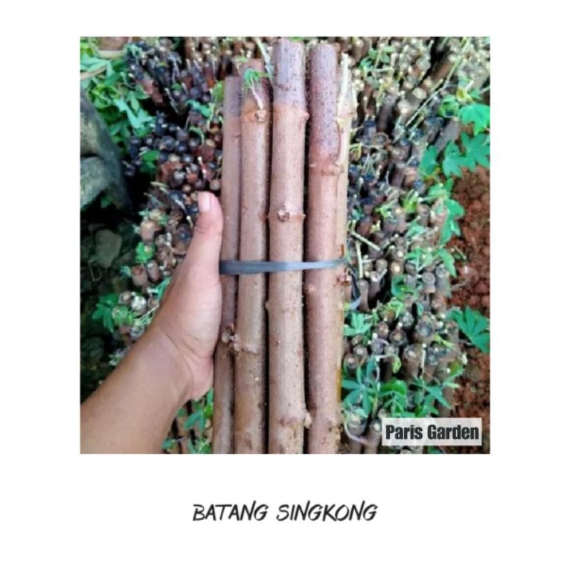 Jual BATANG SINGKONG STEK BATANG SINGKONG COKLAT ISI 10 - BIBIT BATANG ...