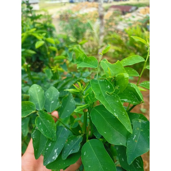 Jual JUAL DAUN KATUK SEGAR ( PUCUK KATUK ) SAYUR DAUN KATUK 50 LEMBAR ...