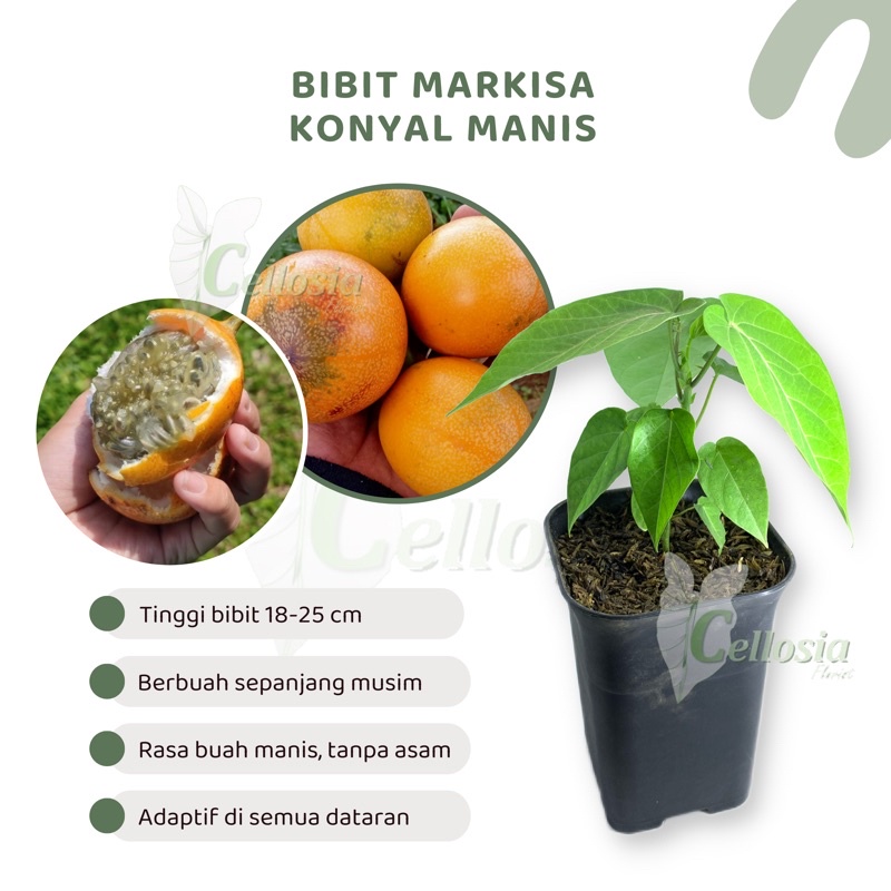 Jual Bibit Tanaman Buah Markisa Konyal Manis Orange / Markisa Madu ...