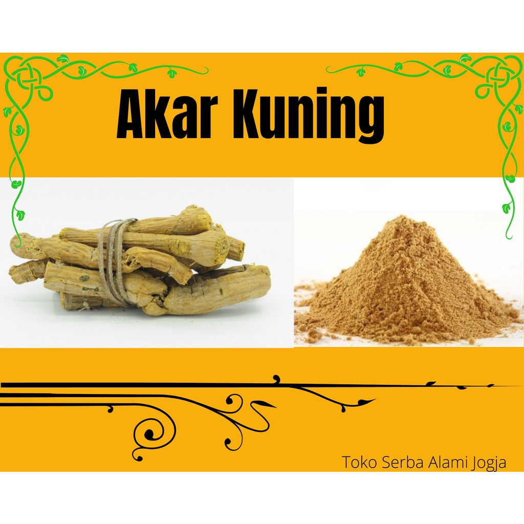 Jual Serbuk dan Simplisia Akar Kuning kaya akan manfaat dan asli alami ...