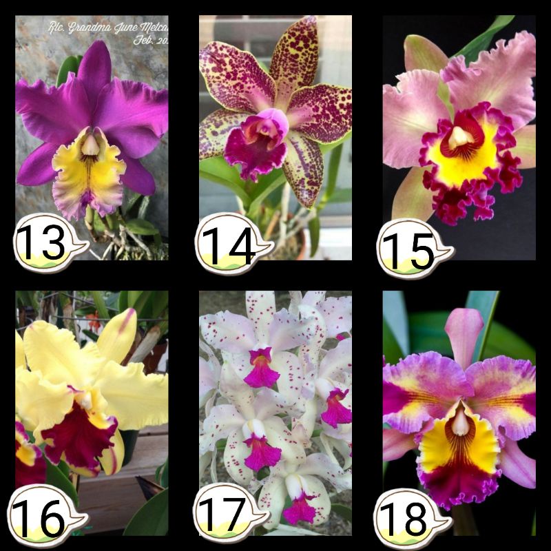 Jual Anggrek Cattleya seedling ( bunga besar ) | Shopee Indonesia