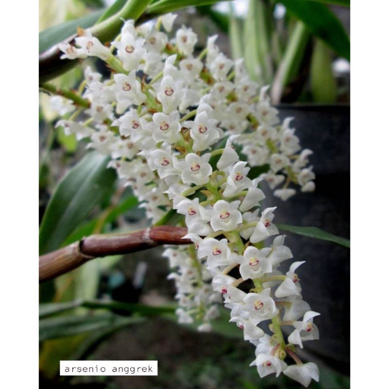 Jual Anggrek Eria Bogoriensis | Shopee Indonesia