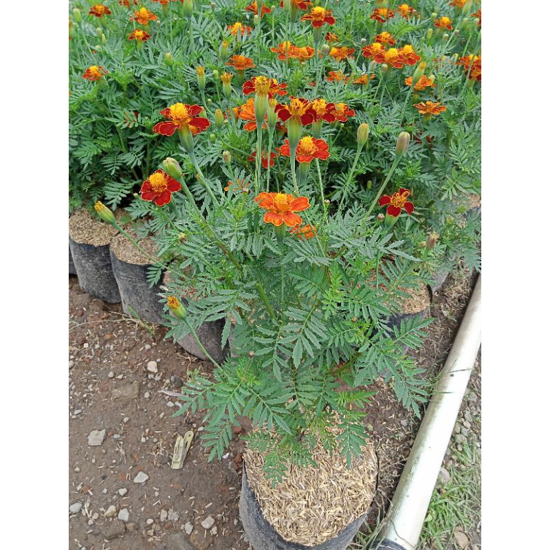 Jual Tanaman hias bunga keniker/seniker | Shopee Indonesia