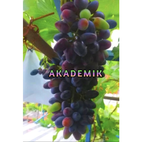 Jual BIBIT ANGGUR IMPORT AKADEMIK (PAK SUPRIANTO MARINIR) | Shopee ...