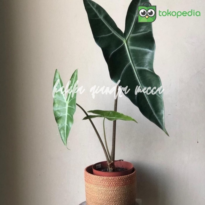 Jual New tanaman hias Alocasia longliba - talas hutan - kuping gajah ...