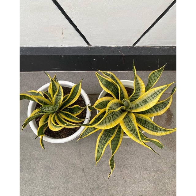 Jual Tanaman Hias Sansiviera Mini - Tanaman Anti Polusi - tanaman hias ...