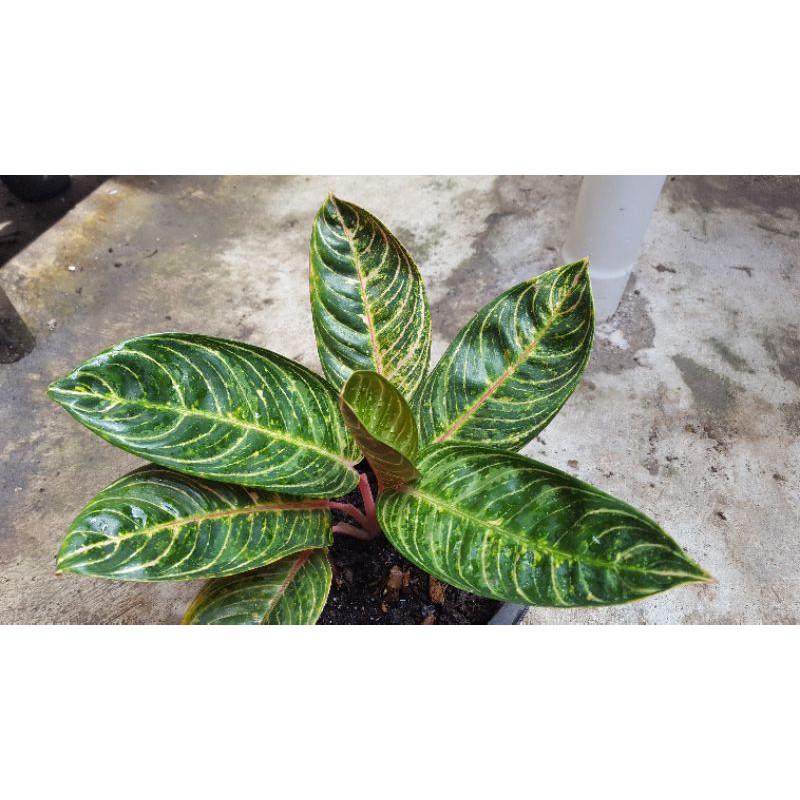 Jual Aglaonema Madam Suroyo | Shopee Indonesia