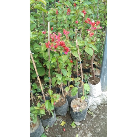 Jual Tanaman bunga Bougenville CSB original bunga bogenvil kampung ...