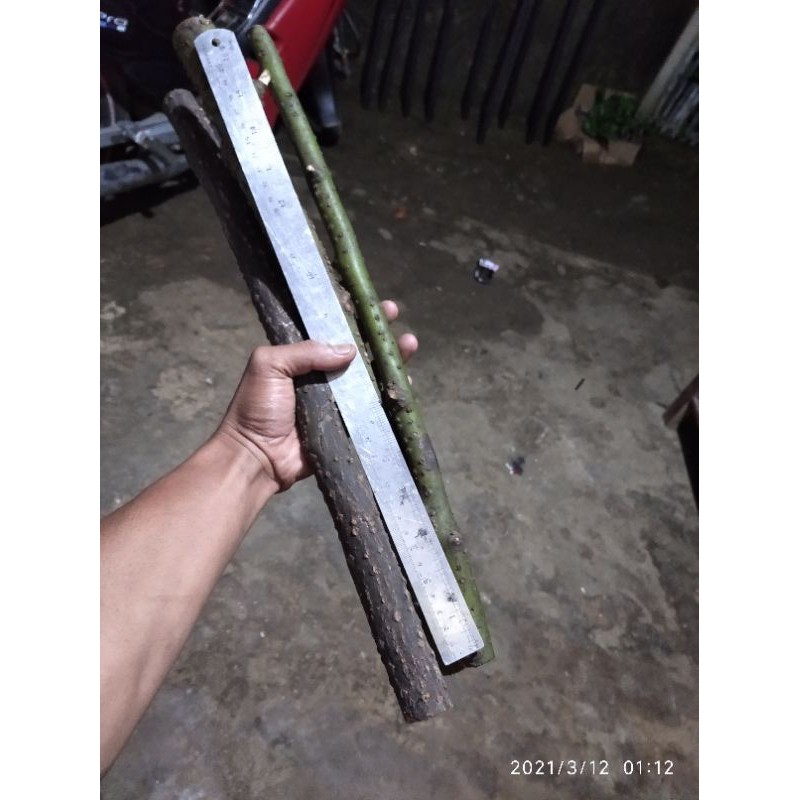 Jual 30 cm Kayu lemo kayu krangen penakluk ular asli gunung salak bogor ...