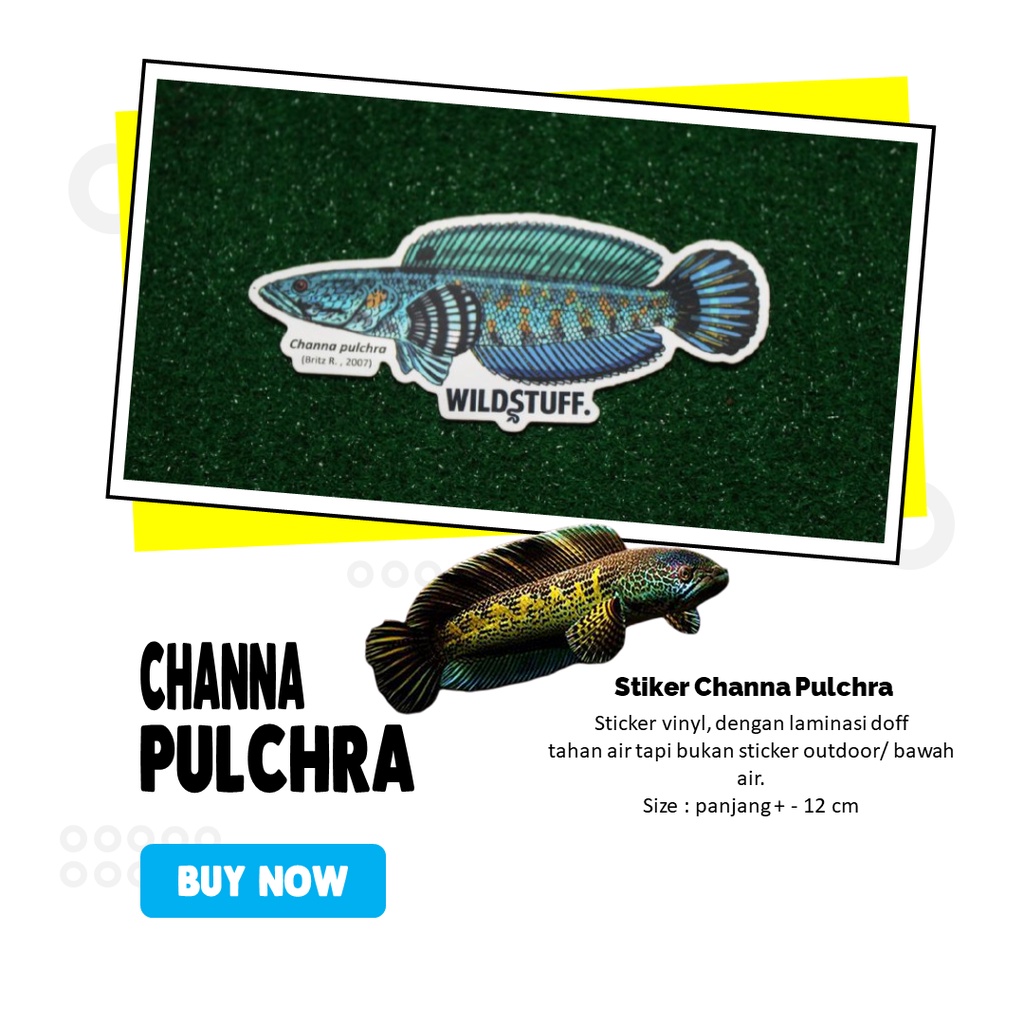 Jual Sticker Channa Pulchra | Shopee Indonesia