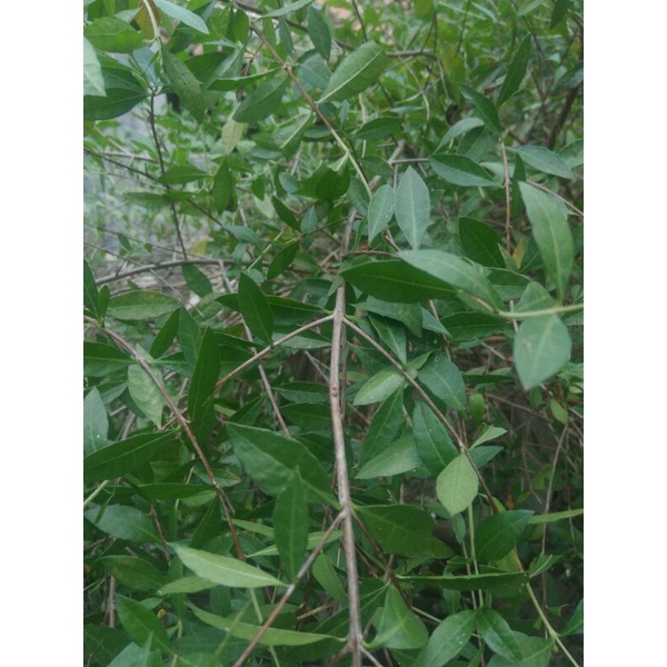 Jual Daun henna // Daun innai // Daun pacar kuku 170 gram | Shopee ...