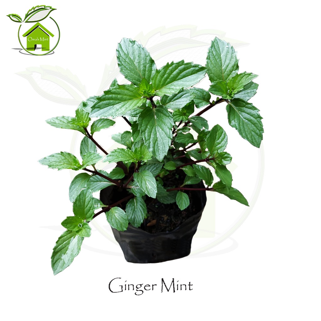 Jual Bibit Tanaman Daun Mint Jenis Ginger Mint / Mint Jahe / bibit daun ...