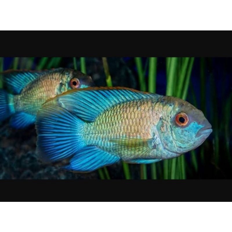 Jual Ikan Hias Geophagus Blue Acara Cichlid America. | Shopee Indonesia