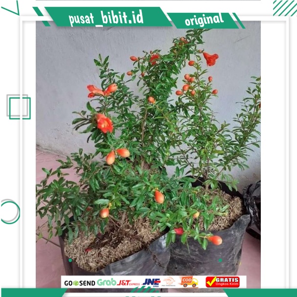Jual delima merah jumbo sudah berbunga | Shopee Indonesia