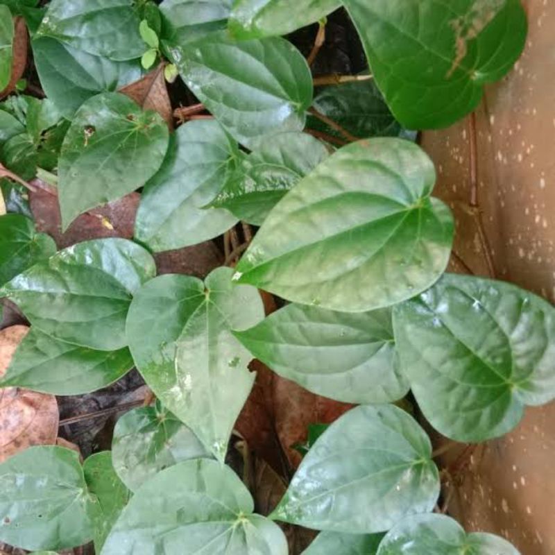 Jual sirih temu rose | Shopee Indonesia