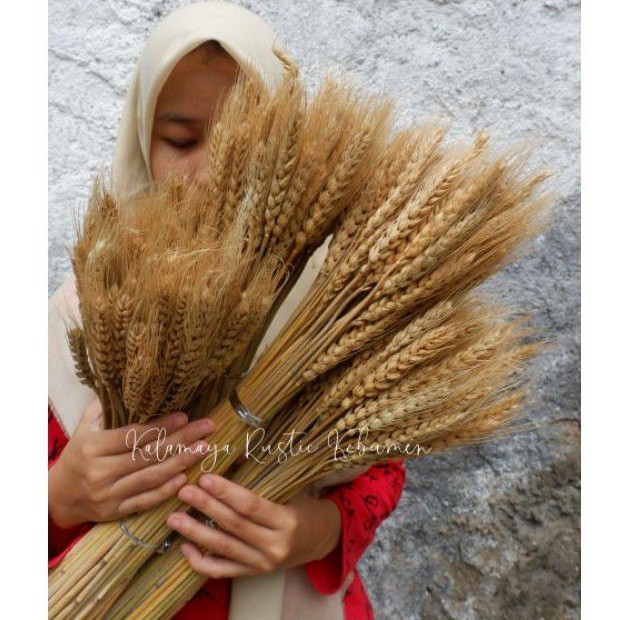 Jual 50pcs Bunga Gandum Kering Dekorasi Rustic Buket Craft Mahar ...