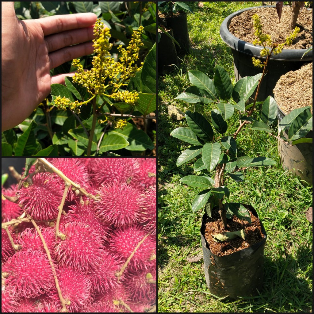 Jual Rambutan Super Red Kondisi Berbunga | Shopee Indonesia