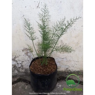 Jual Tanaman Adas Terlengkap & Harga Terbaru Juli 2024 | Shopee Indonesia