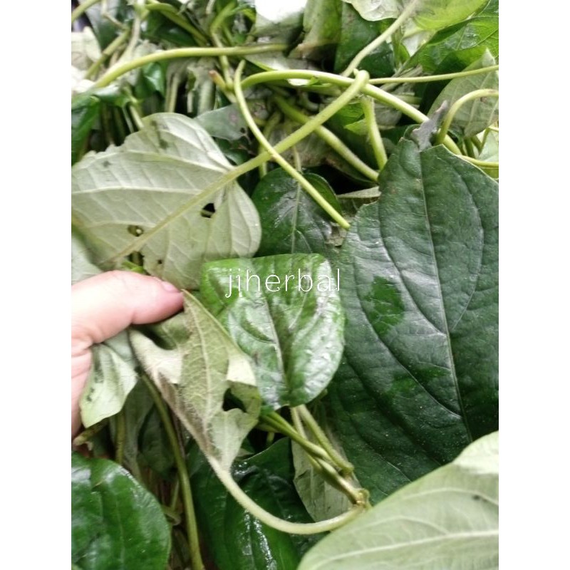 Jual daun sembukan segar 1 kg | Shopee Indonesia