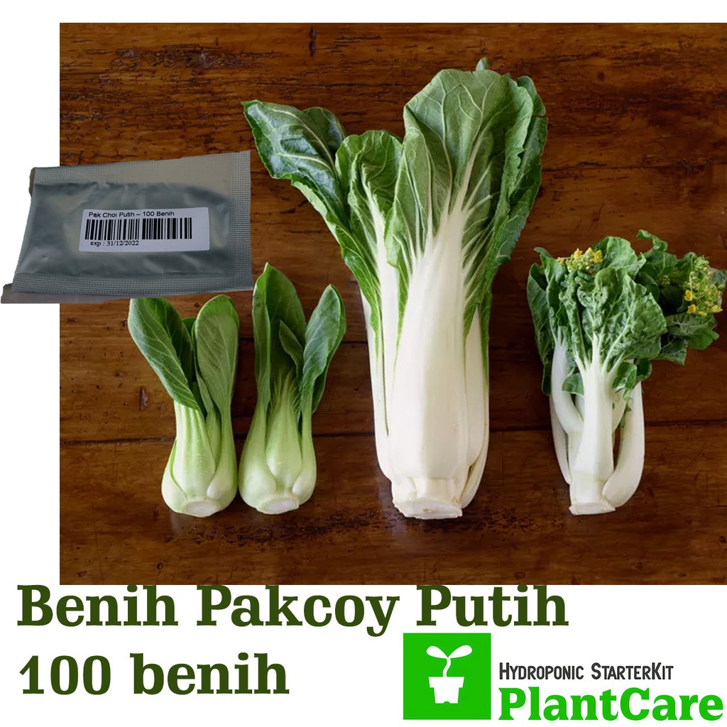 Jual Benih Pak Choi Putih - 100 Benih | Shopee Indonesia