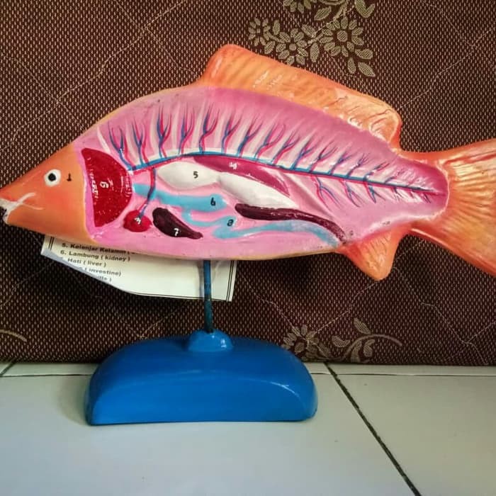 Jual Alat Peraga Biologi Torso IkanModel Ikan | Shopee Indonesia