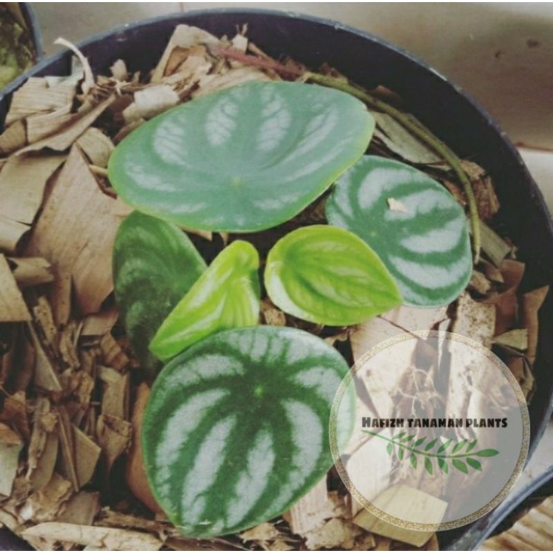 Jual tanaman hias indoor peperomia watermelon Tanaman Hidup-,Bunga ...