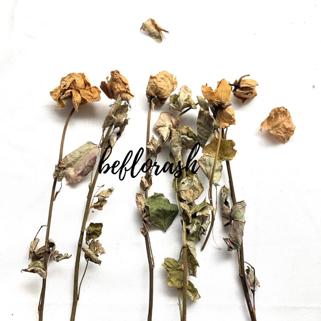 Jual BUNGA KERING DRY FLOWER MAWAR KERING 1 TANGKAI | Shopee Indonesia
