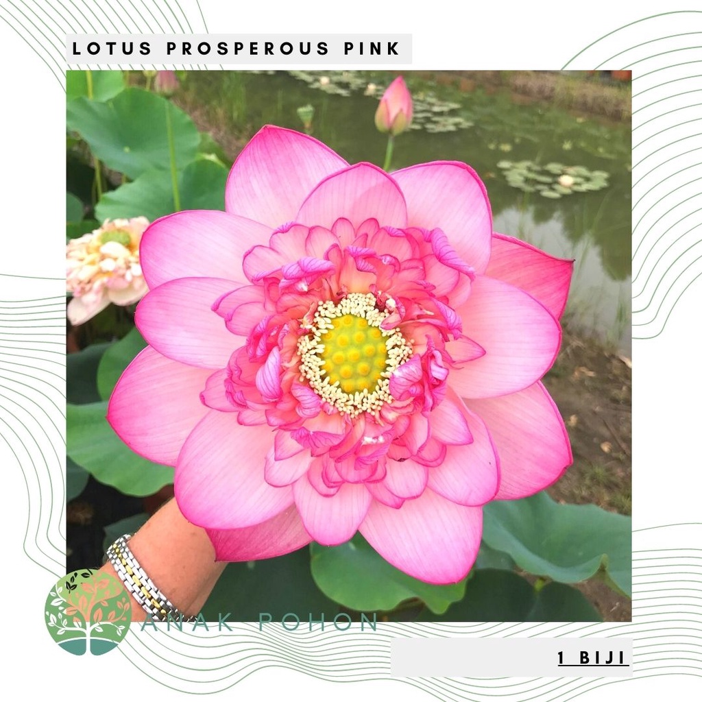 Jual Benih Bibit Biji - Bunga Lotus PROSPEROUS PINK Tanaman Air Seroja ...