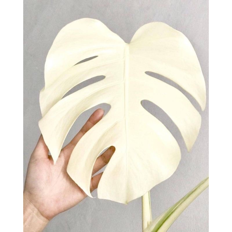 Jual bonggol monstera albino varigata | Shopee Indonesia