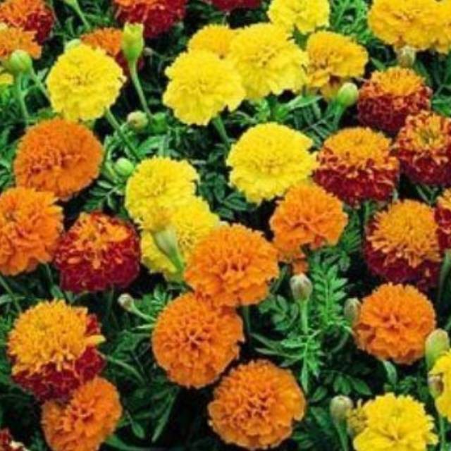 Jual 50 BIJI BENIH/BIBIT BUNGA MARIGOLD PETITE MIX ( BERASAL DARI ...