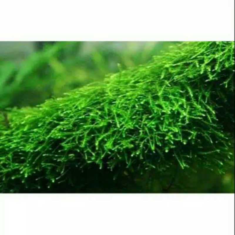 Jual Java moss porsi mika 10x15 | Shopee Indonesia