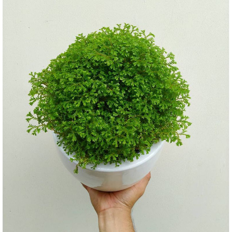 Jual Rumput papua/Lumut papua/Rumput Ambon/Lumut ambon | Shopee Indonesia