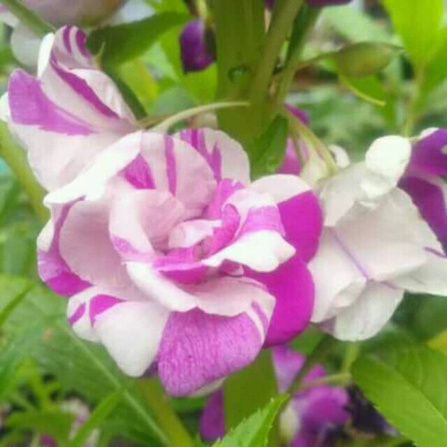 Jual Eceran biji bunga pacar ungu/putih 15 biji | Shopee Indonesia