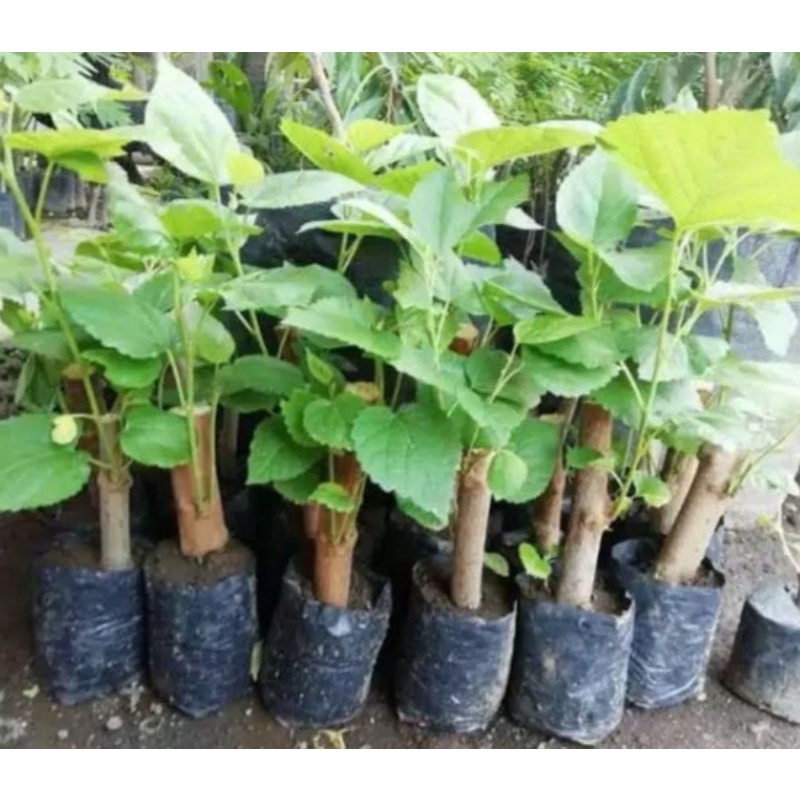 Jual Bibit murbai murbay kondisi belum berbuah hasil stek batang full ...