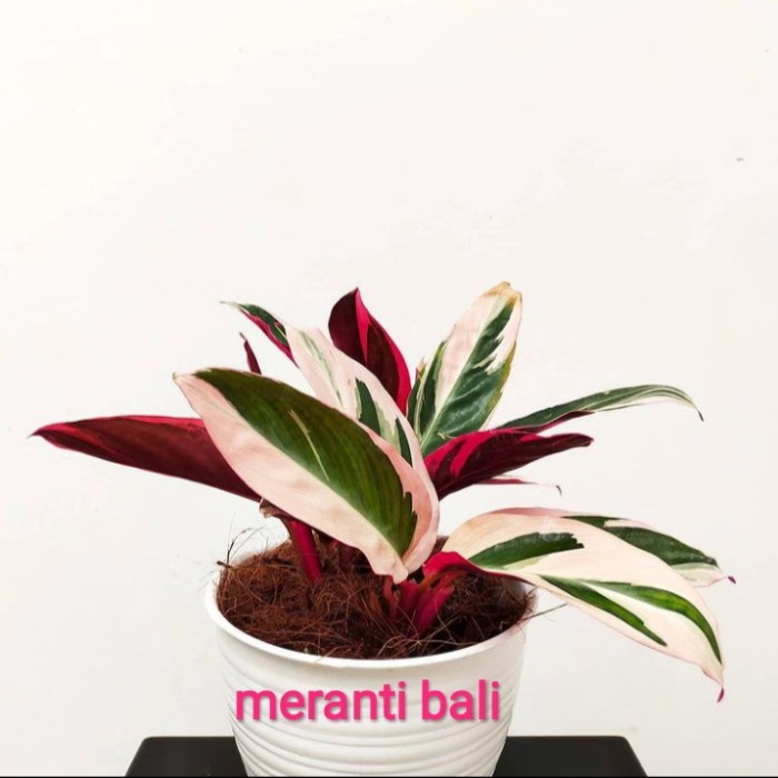 Jual tanaman hias meranti bali tricolor/calathea meranti bali/murah ...
